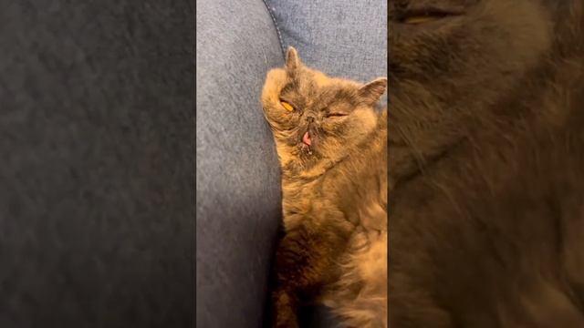 утротакоесебе/ᐠ. .ᐟ\ฅ