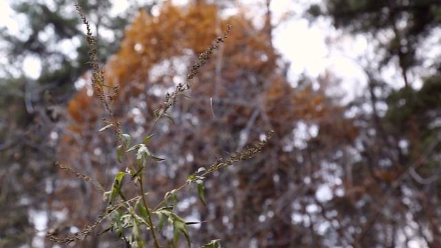 Времена года. Октябрь (Wide & Balance Version)