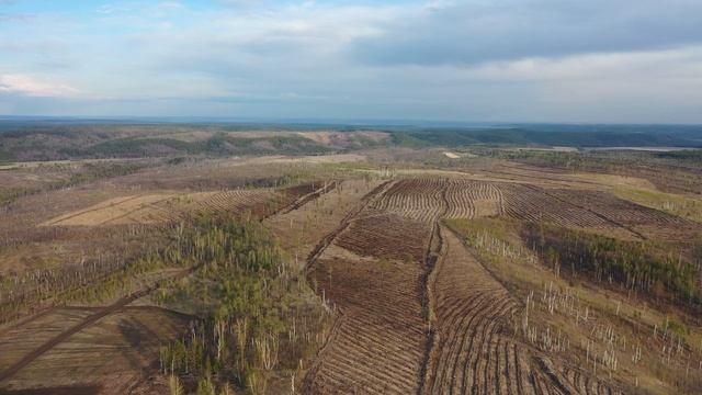 Пролет над участками лесовосстановления
