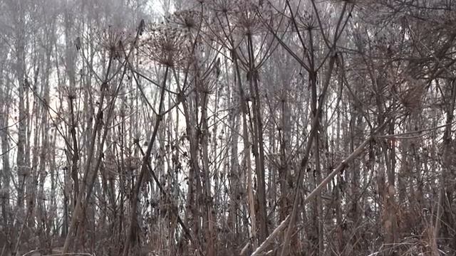 Времена года. Ноябрь.