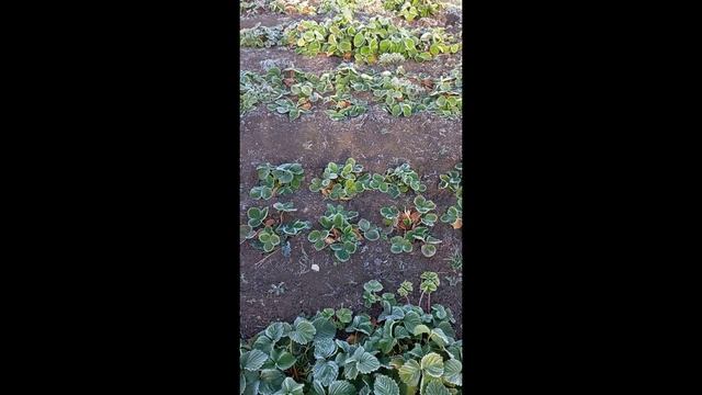 КОГДА  УКРЫВАТЬ ЗЕМЛЯНИКУ (КЛУБНИКУ) НА ЗИМУ .