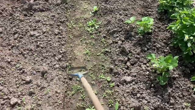 В выходной/ Щавель/ Курица и укроп))))