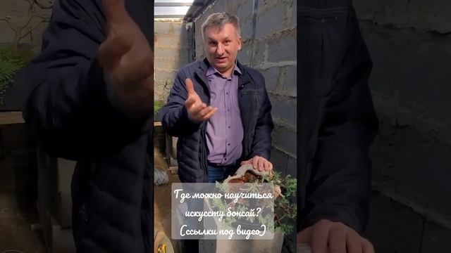 Где можно научиться искусству бонсай?  #shorts #gardening