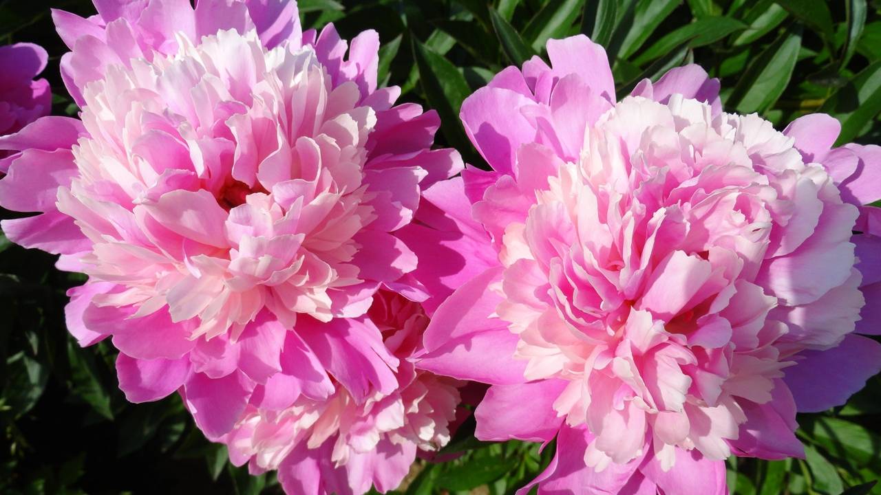 Как сохранить пион до посадки