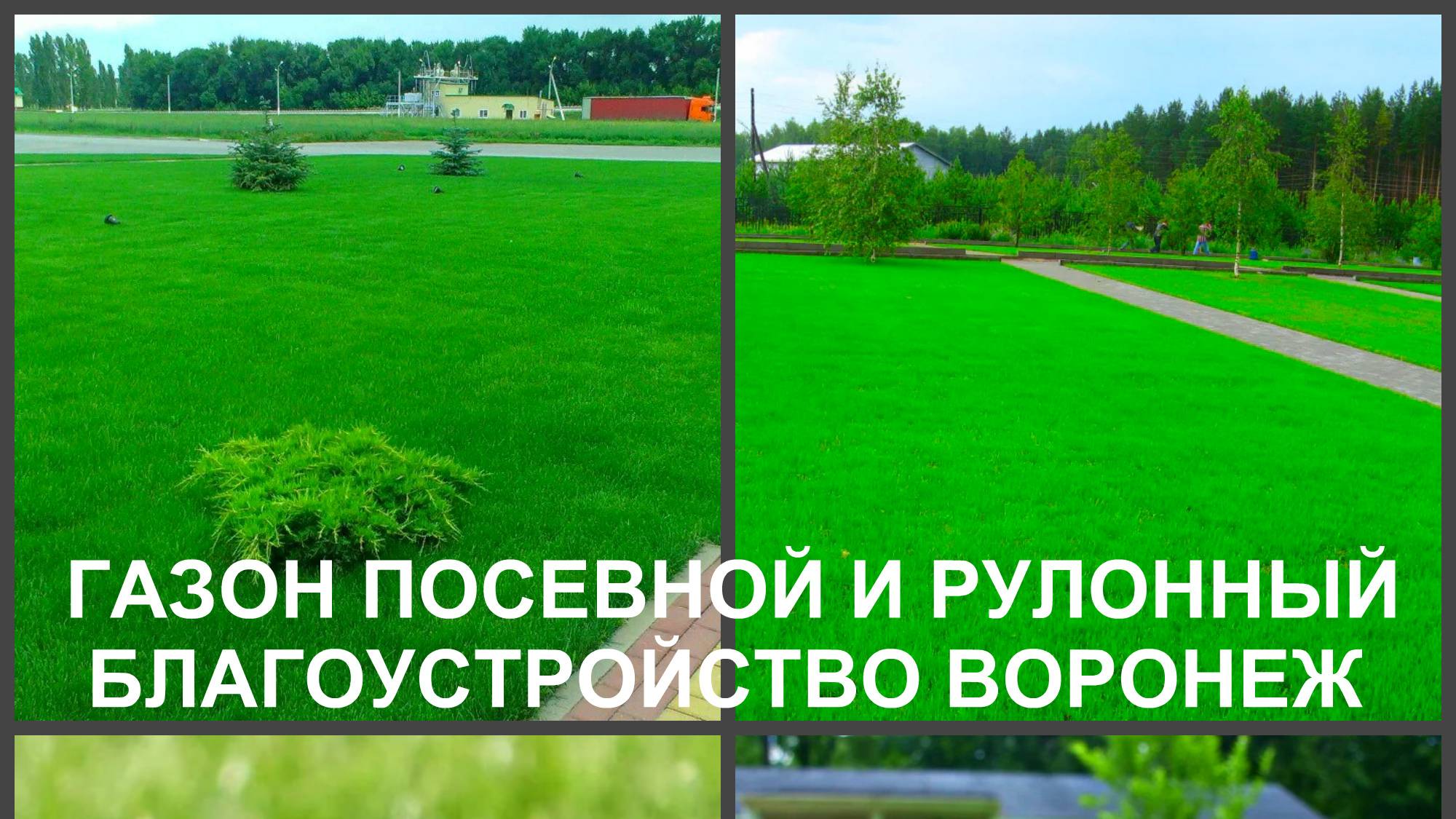 Газон рулонный и посевной Воронеж посадка