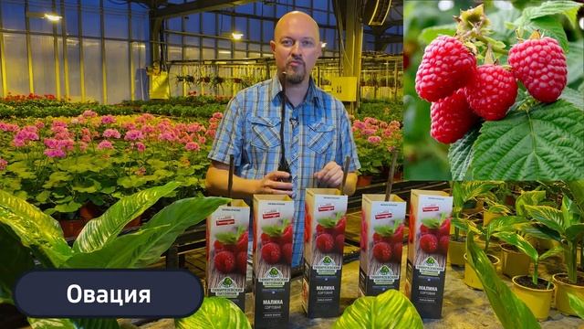 Ремонтантная малина от Тимирязевского Питомника   Новинки 2022
