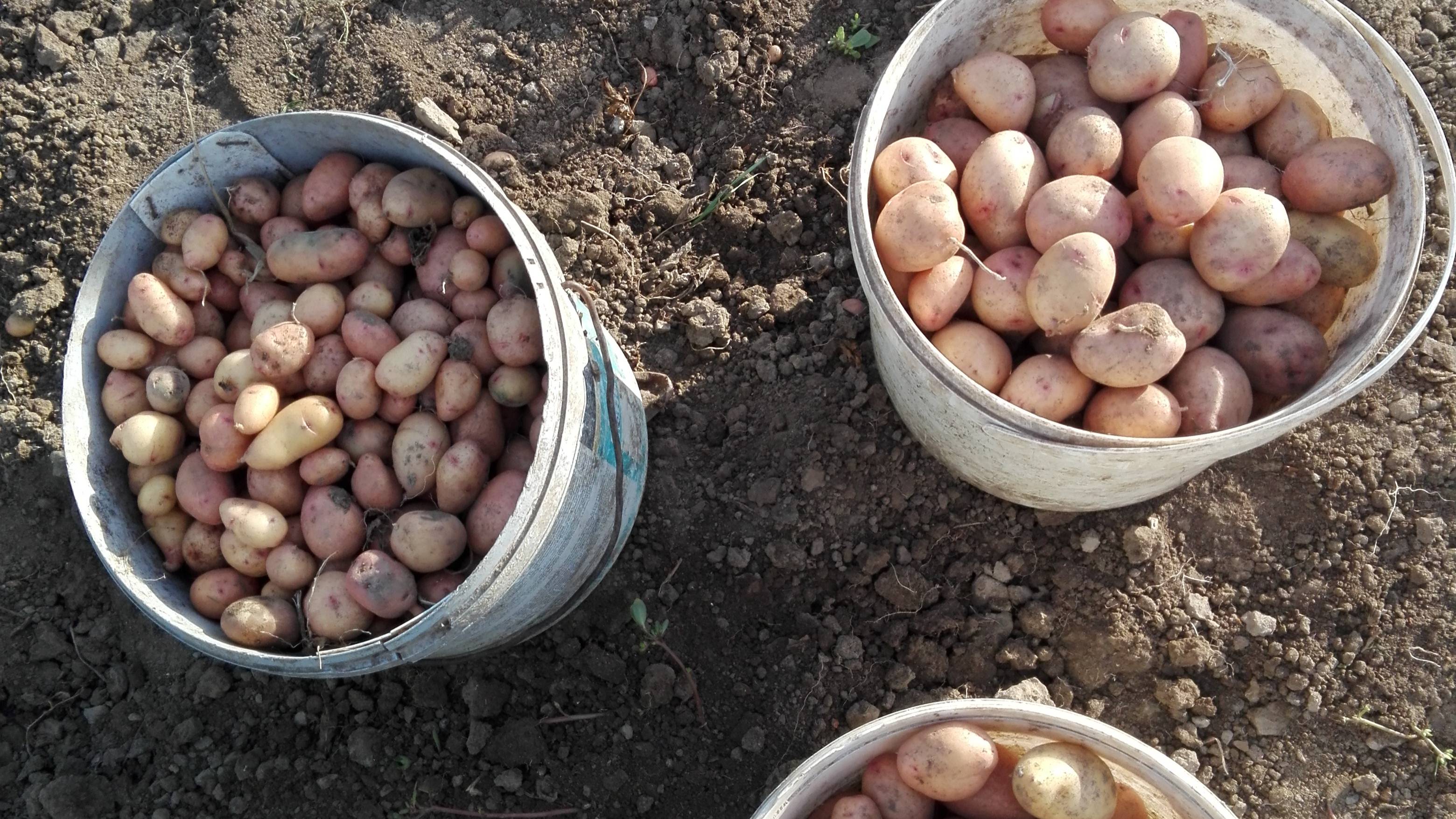 Осень копаем картошку с музыкой.