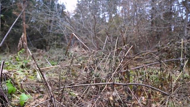 Времена года. Октябрь (Balance Version)