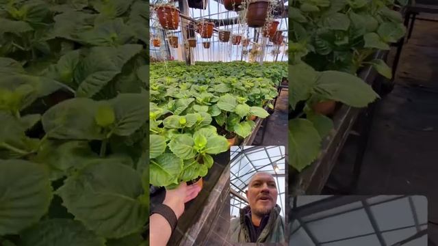 Гортензии крупнолистные к 8 марта #питомник #тимирязевский #shorts #nursery #plants #8марта