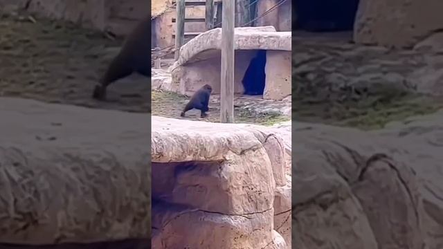 какбольното