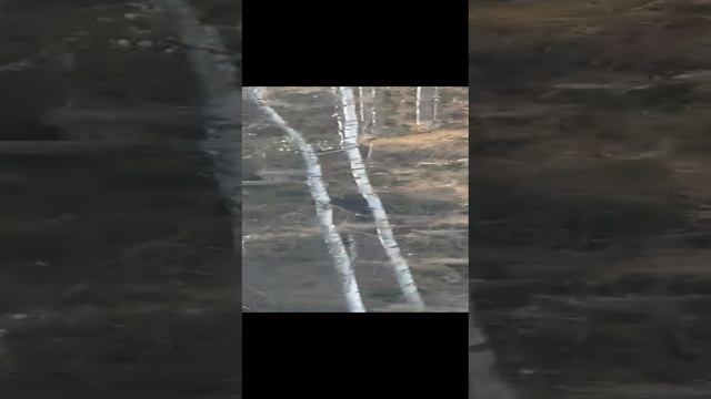 лось амурский (уссурийский)