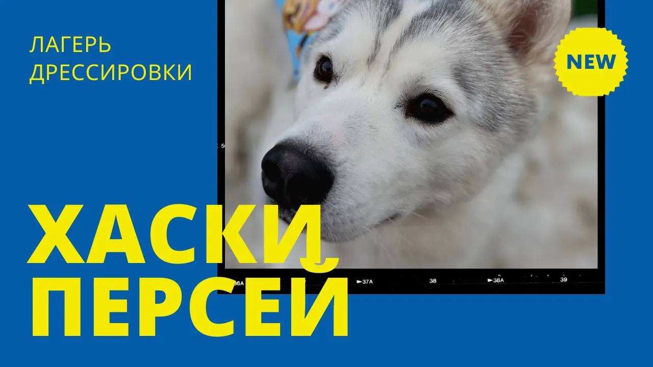 Дрессировка хаски. Персей, дрессировочный лагерь апрель 2020