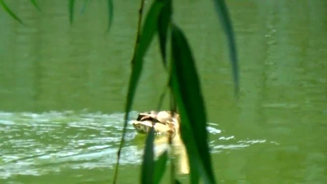 Утиный пруд. Duck pond.