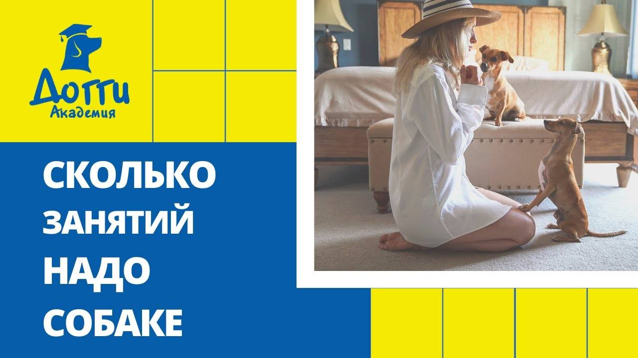 Сколько занятий по дрессировке надо собаке