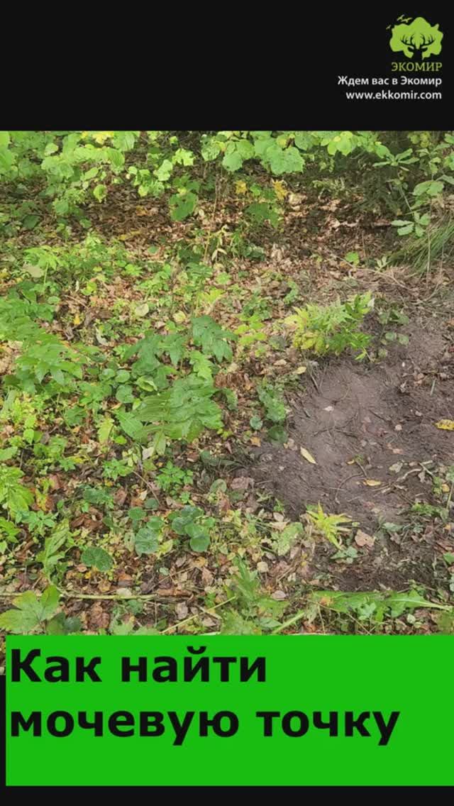 Как найти мочевые точки