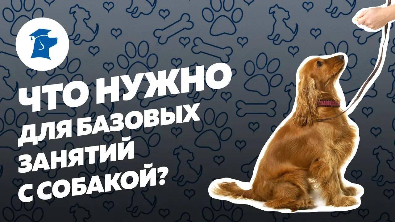 Что нужно для дрессировки собаки? Какой нужен поводок для занятий? Выбор лакомства для дрессировки.