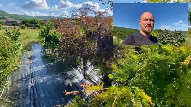 Прогуляемся по маточнику декоративных Растений в Питомнике Лаванда