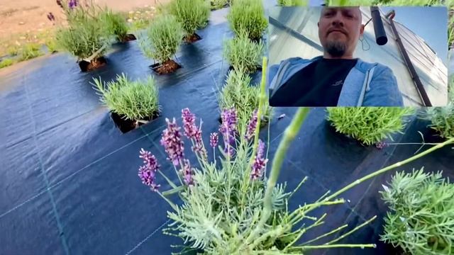 Маточник пряных трав - лаванда, тимьян в нашем питомнике в Крыму