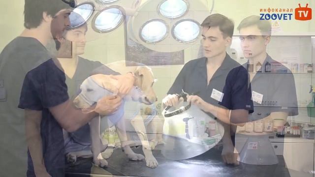 Послеоперационный уход за швами у питомцев