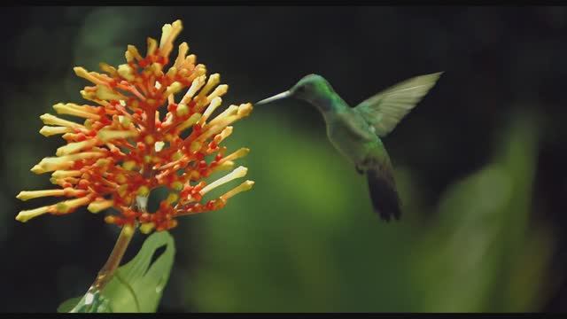 Природный калейдоскоп.Весеннее обновление(опыление).