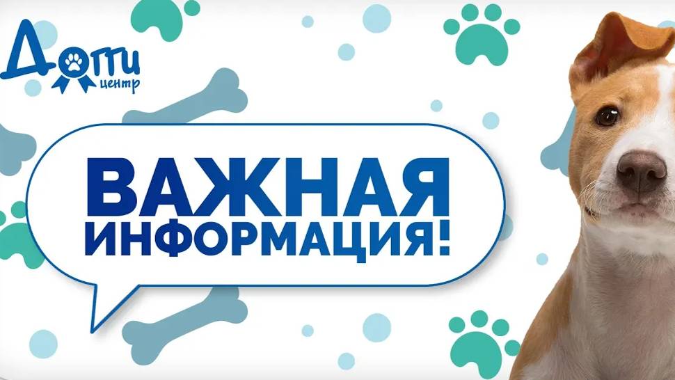 Догги-центр: дрессировка собак в Архангельске, хендлинг