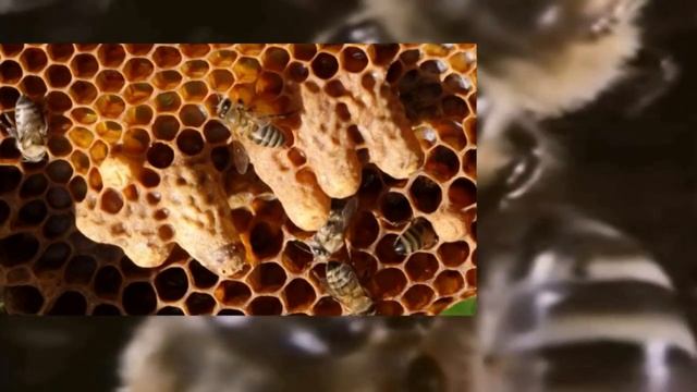 ✅Пчелы. Календарь вывода матки.Отводок-рамки,какие,куда.