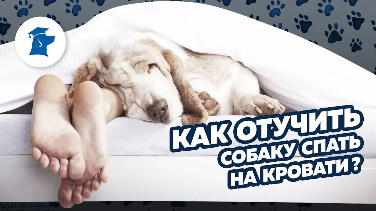 Как отучить собаку спать на кровати c хозяевами? Как научить собаку команде "Место"?