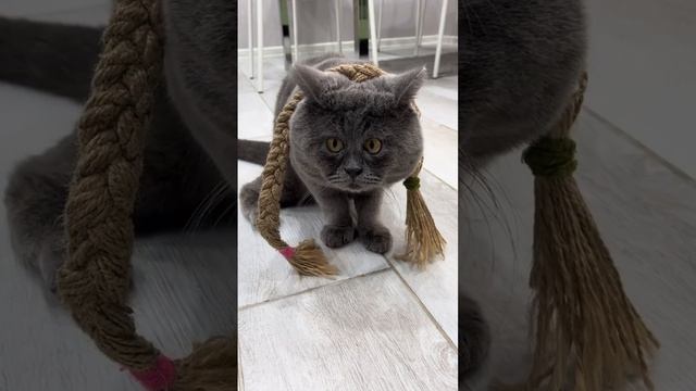 catwouᨐᵉᵒʷ