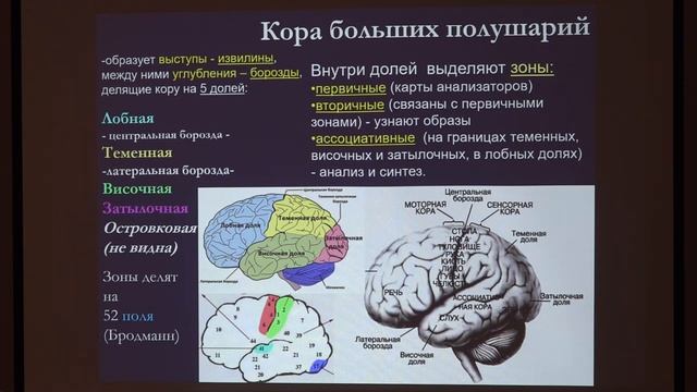 11. Морфология центральной нервной системы-2. Физиология человека - Ловать М. Л. Teach-in.