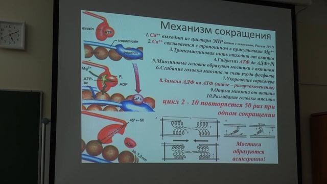 4. Мышечное сокращение. Физиология человека и животных - Ловать М. Л. Teach-in.