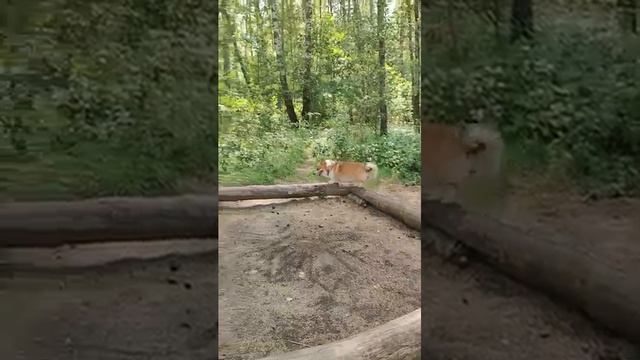 Дрессировка корги, команда Обойди #коржмарти #корги #дрессировка #собака #животные #corgi #dog