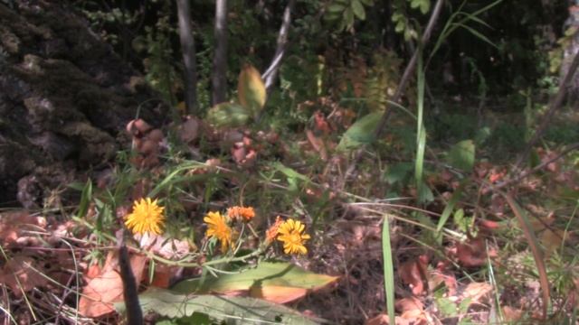 Времена года. Август