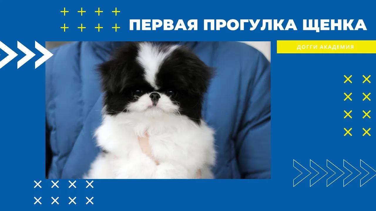 Щенок японского хина Закари на первой прогулке