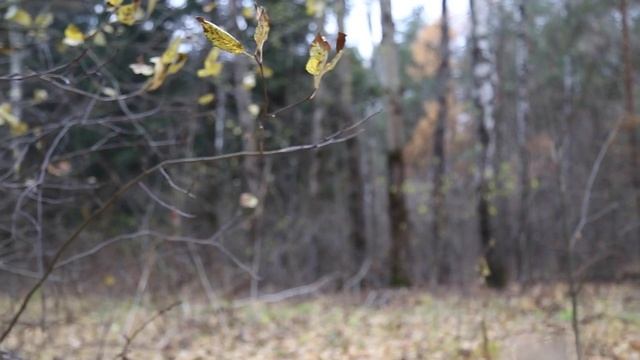 Времена года. Октябрь (First Version)