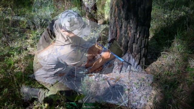 Услуги в сфере лесного хозяйства