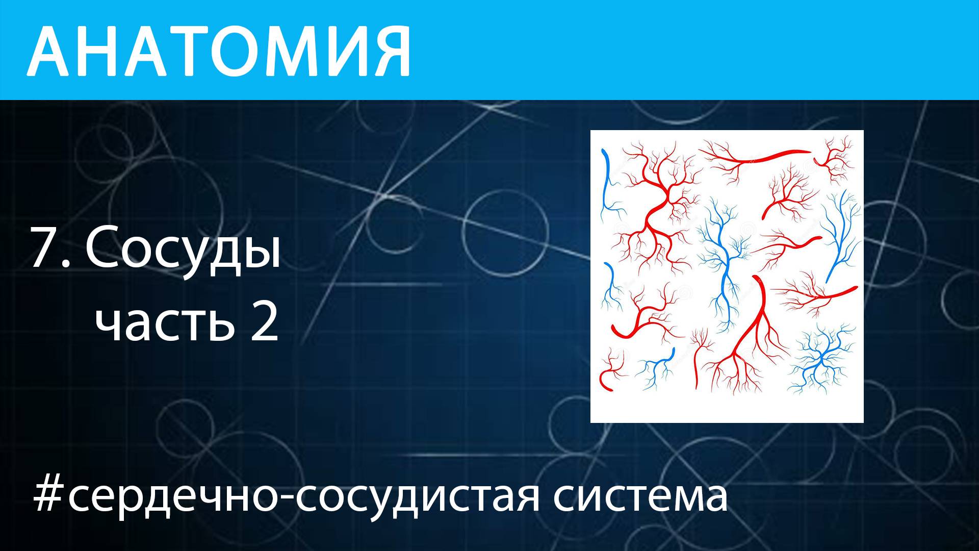 Анатомия: Сосуды. Часть 2