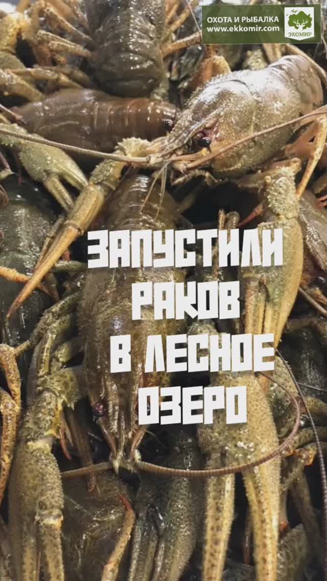 Запустили на днях раков в наше лесное озеро