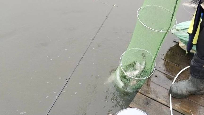 Поимка форели на донную снасть