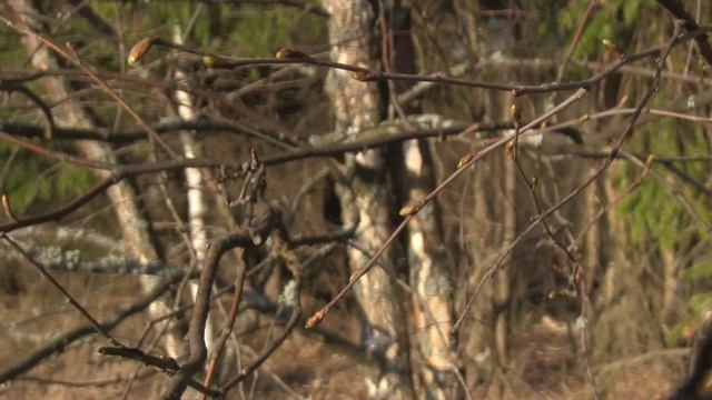 Времена года. Апрель (Really-Birth Version)