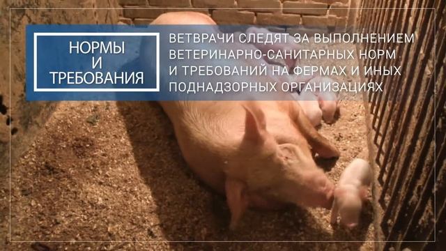 Ветеринарная клиника г. Всеволожск