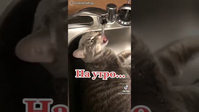 кот после пьянки