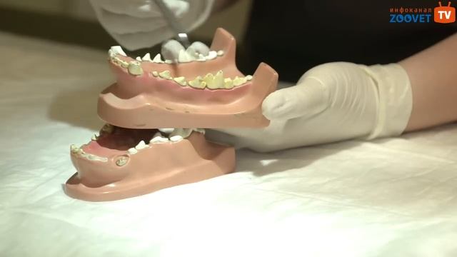 Зубной камень у животных