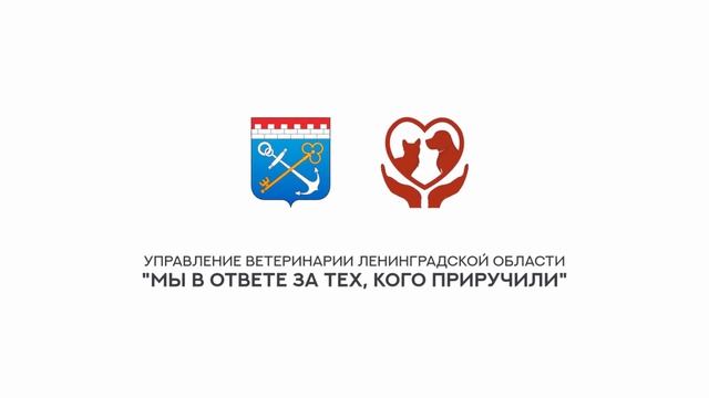 Проект "Мы в ответе...": что уже сделано?