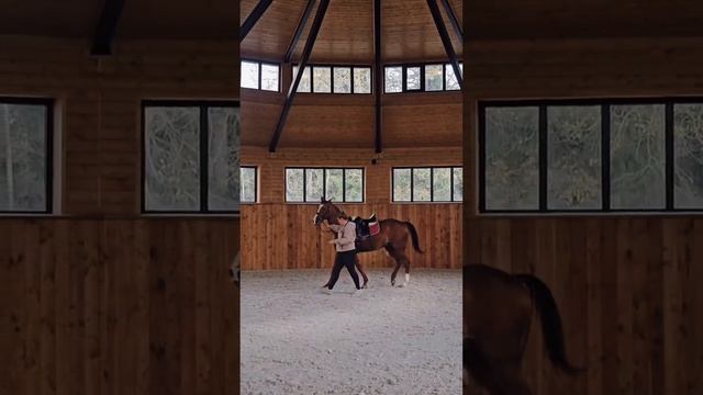 Лошади - удивительные животные!