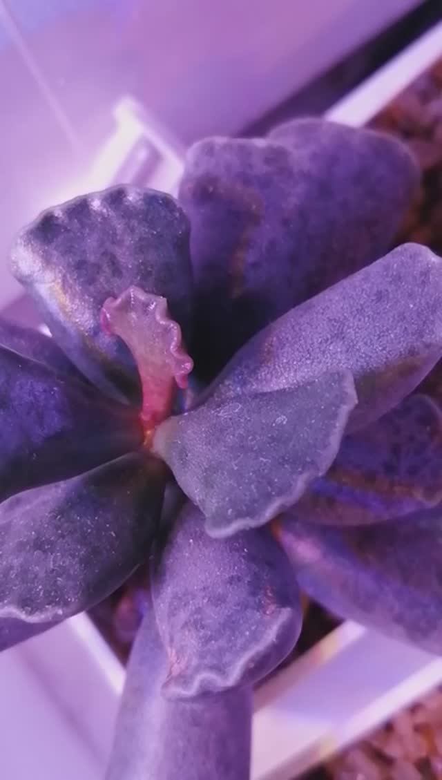 Суккулент адромискус выпускает новые листики