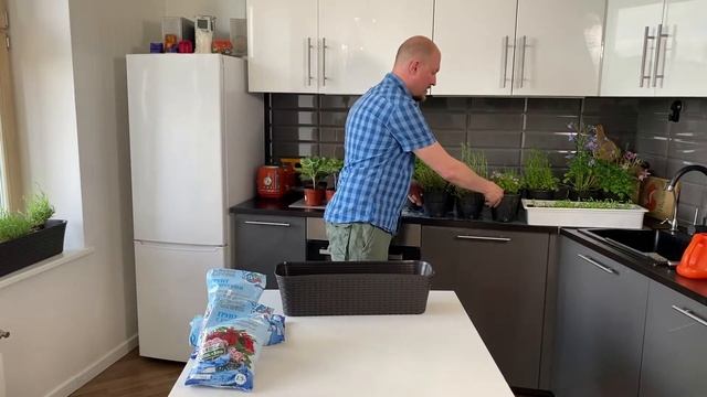 Как посадить пряные травы на подоконник