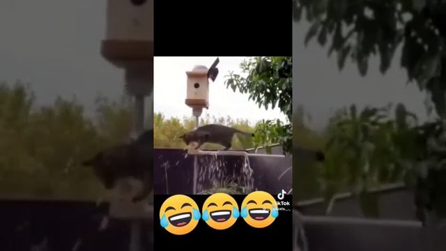 опа нежданчик