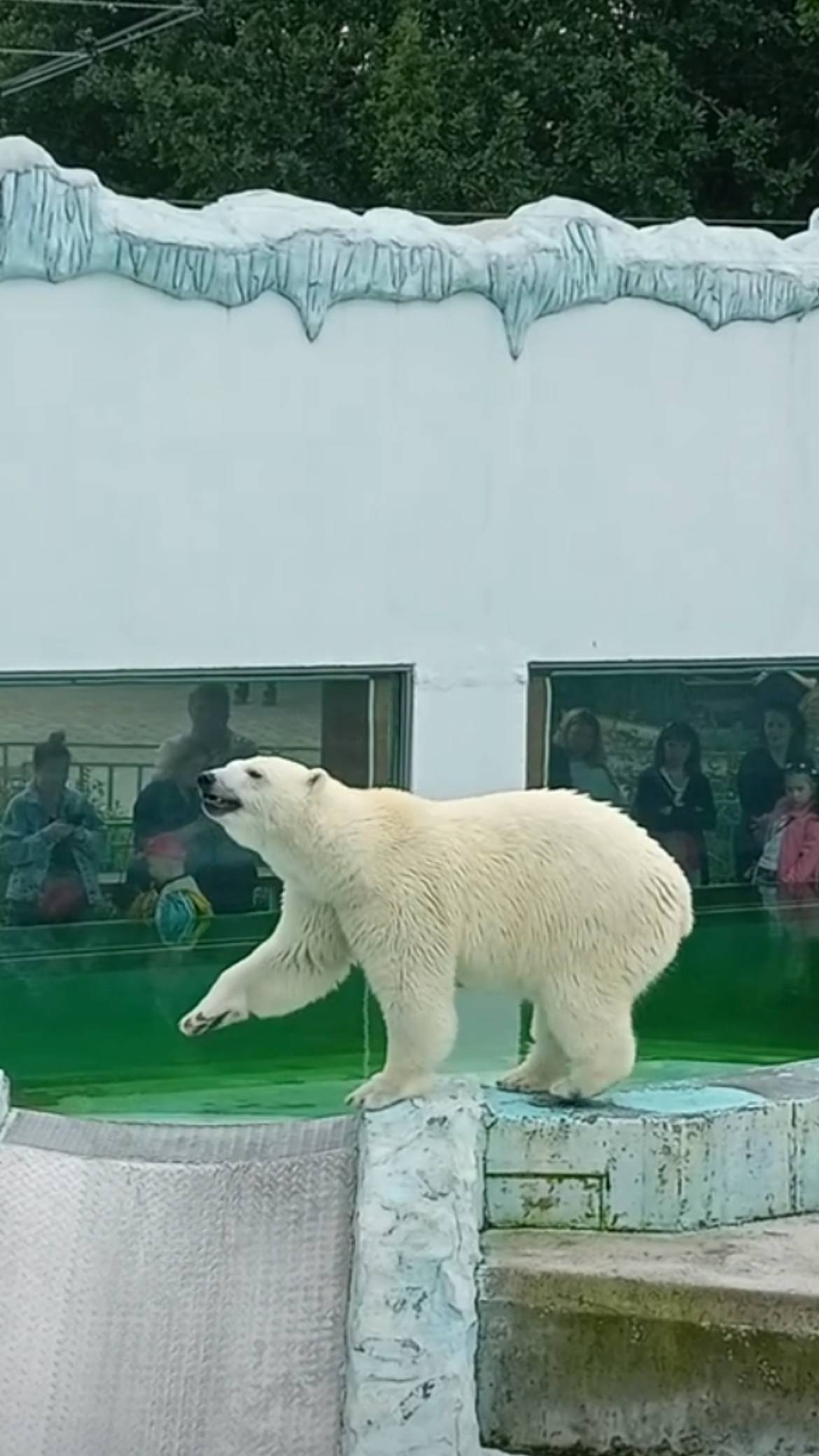 Танец молодой белой медведицы Хатанги 😍 Зоопарк Екатеринбурга впечатлил нас изумительным зрелищем.