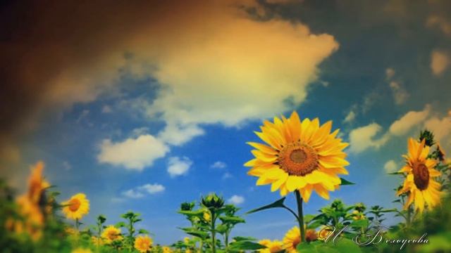 Доброе утро леса и поля