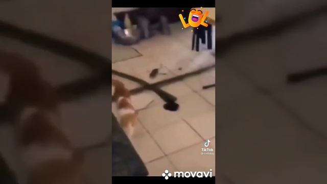 мышь гонится за котом